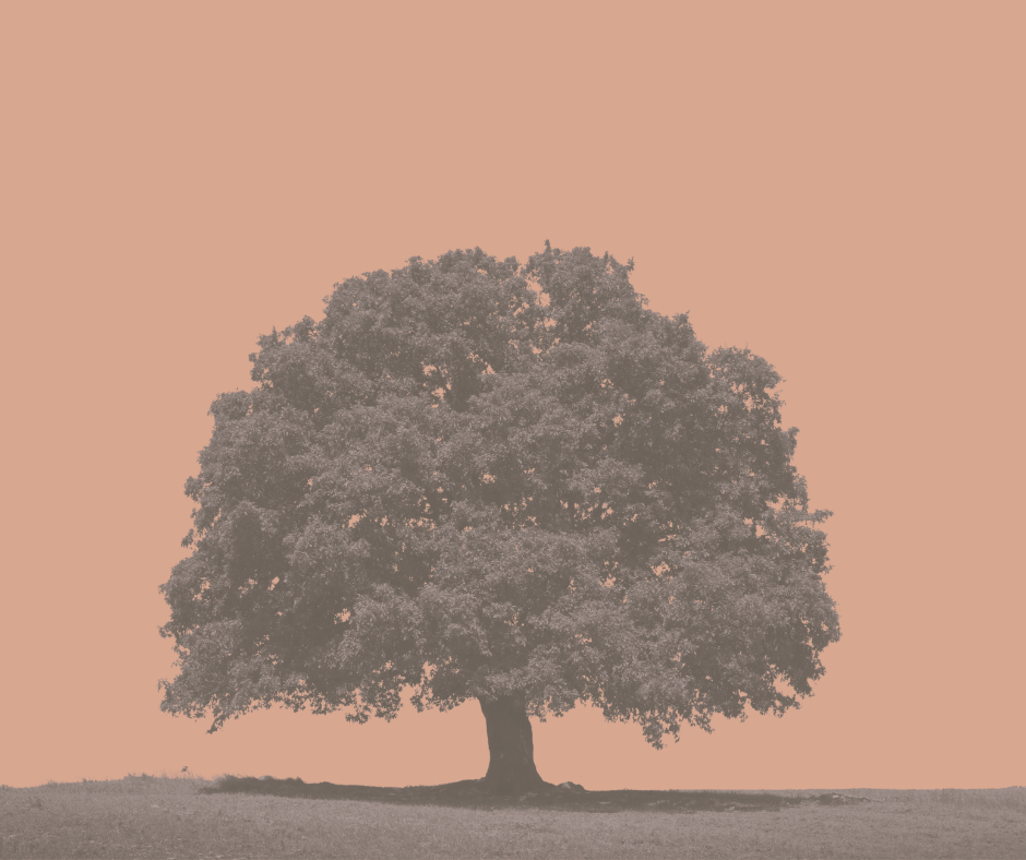 ‘A Bear Hunt’ by William Faulkner – Short Story Magic Tricks
